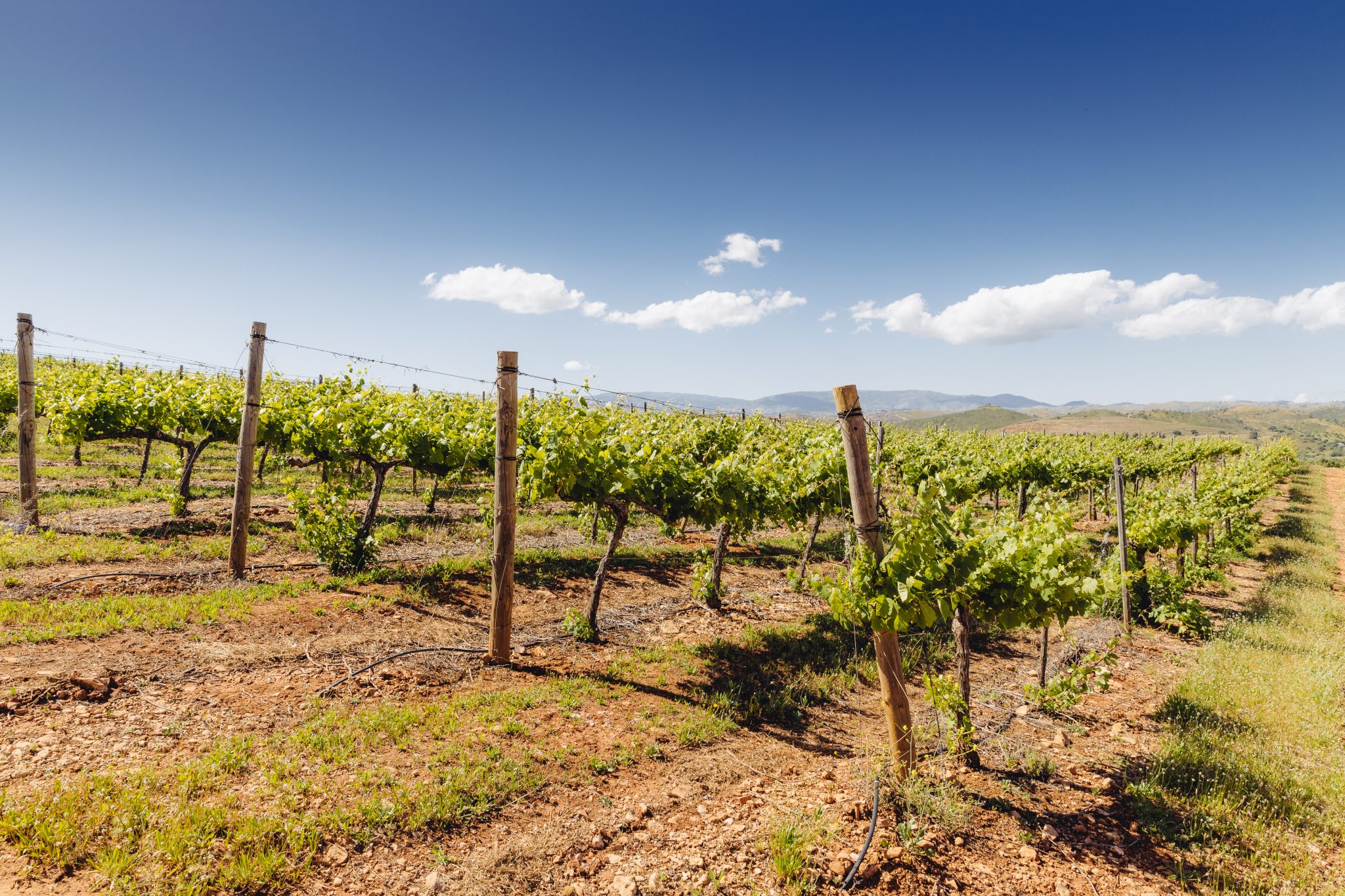 Convento do Paraíso Winery Visit and Wine Tasting - Algarve Wine Tourism